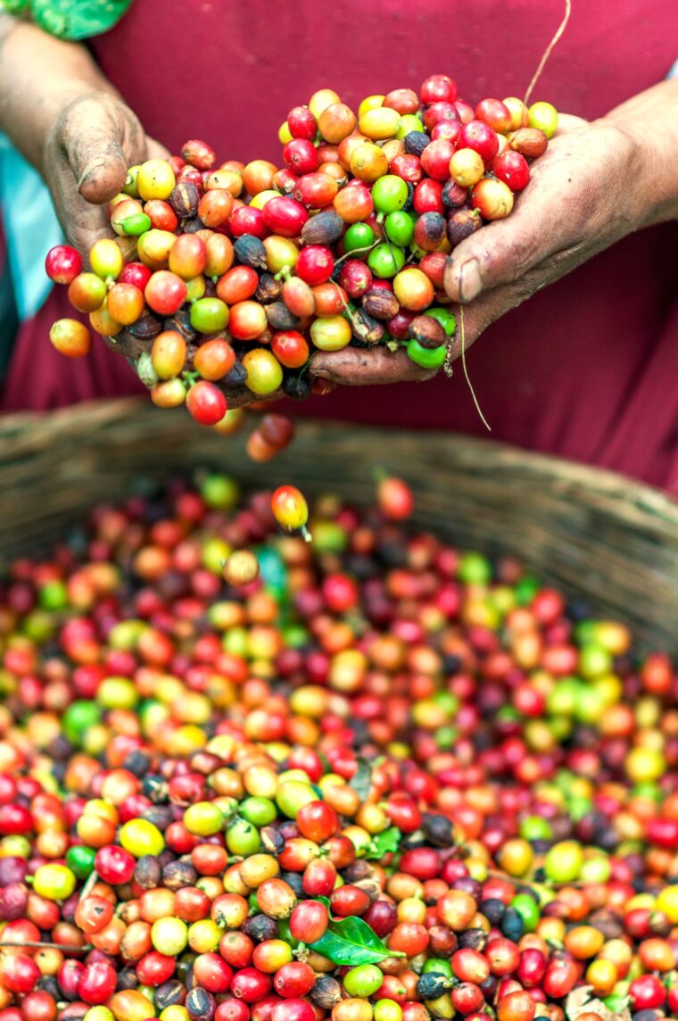 Certified Rainforest Alliance (RFA) Coffee Reviews – The Tasty Bite